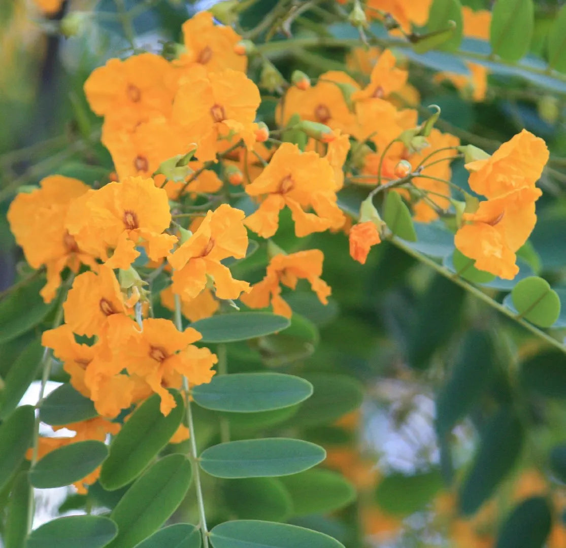 TIPUANA TIPU – Oasi Tropicale in Valcuvia